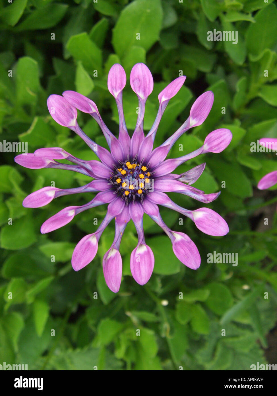 African Daisy, Lavender African Daisy, Norlindh freeway daisy ...