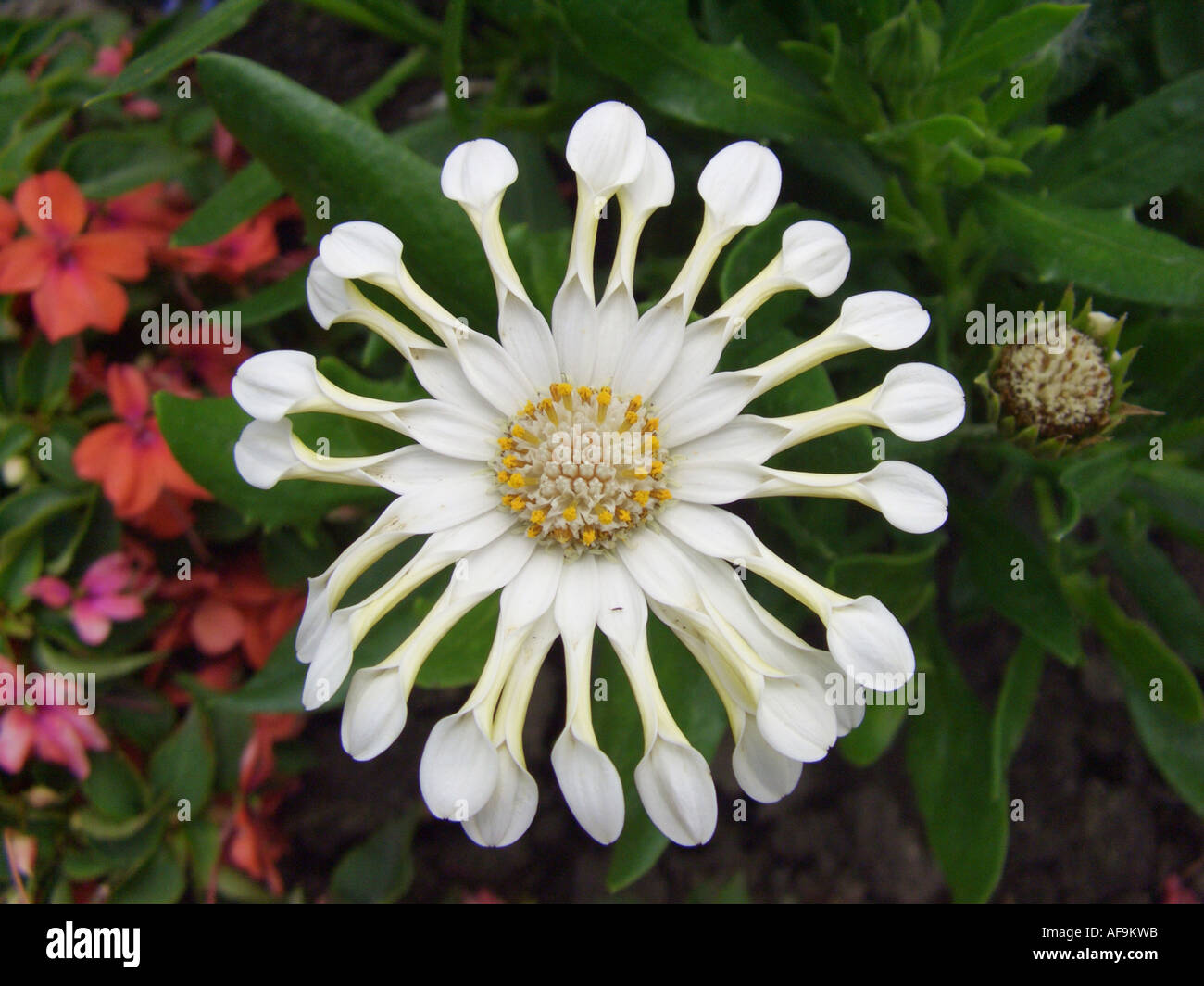 African Daisy, Lavender African Daisy, Norlindh freeway daisy ...