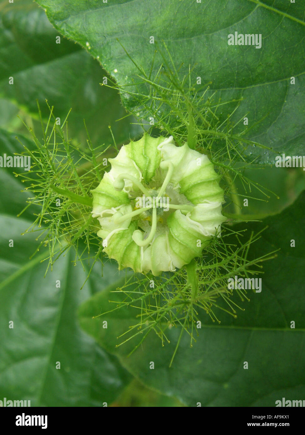 Foetid flower hi-res stock photography and images - Alamy