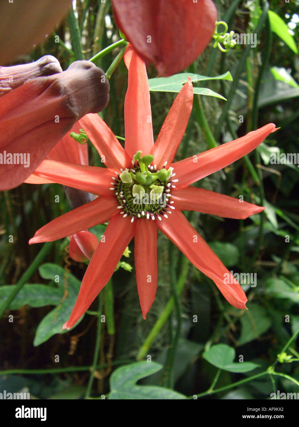Passiflora racemosa hi-res stock photography and images - Alamy