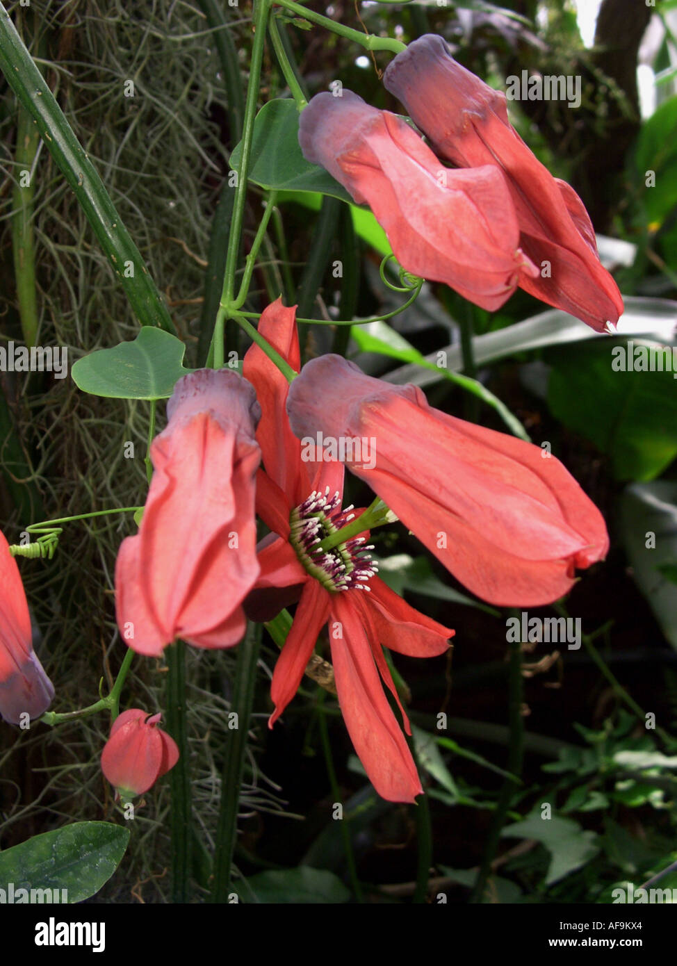 Red Passion Flower (Passiflora racemosa), flowers Stock Photo - Alamy
