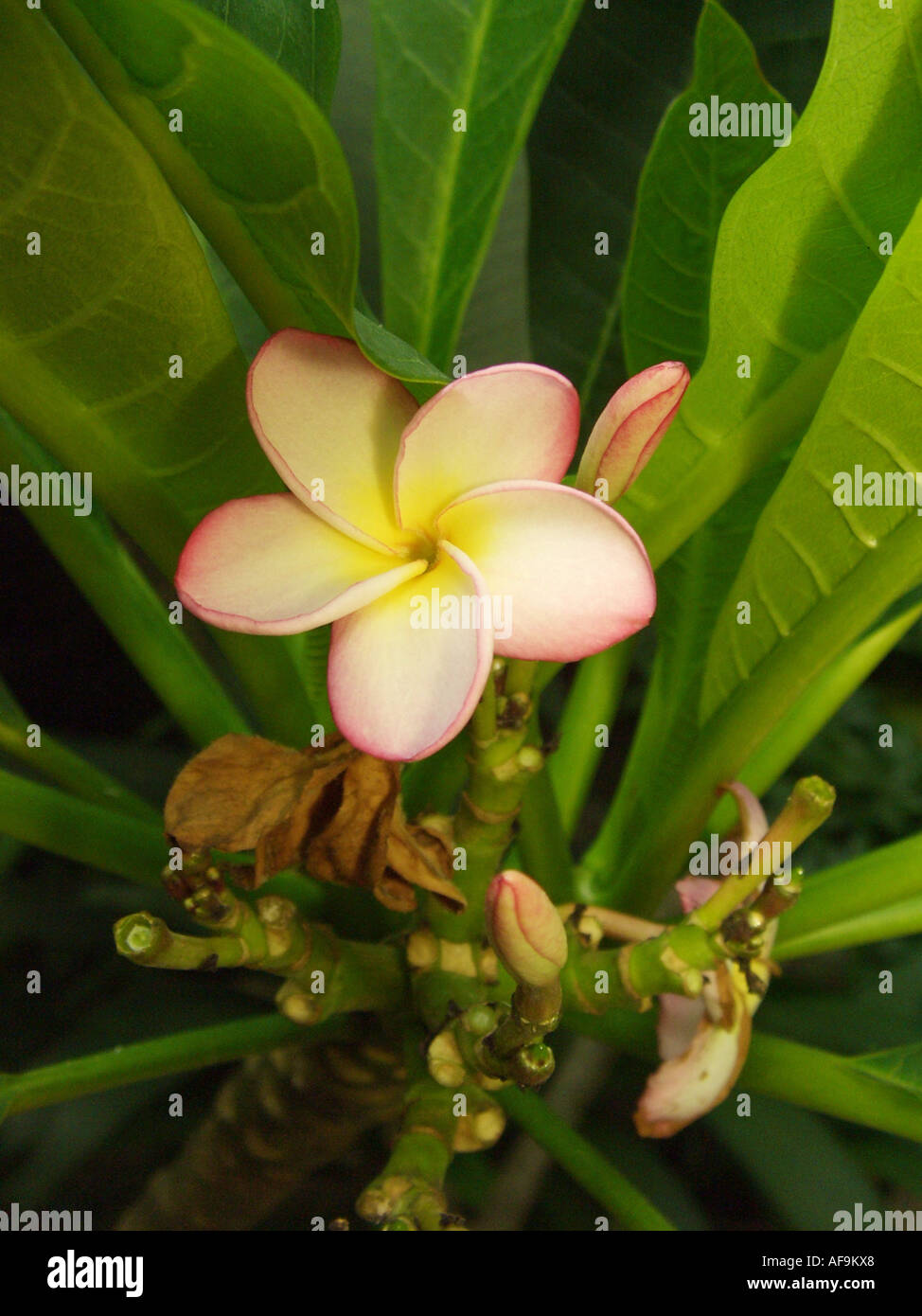 templetree, red plumeria (Plumeria rubra), flower Stock Photo - Alamy