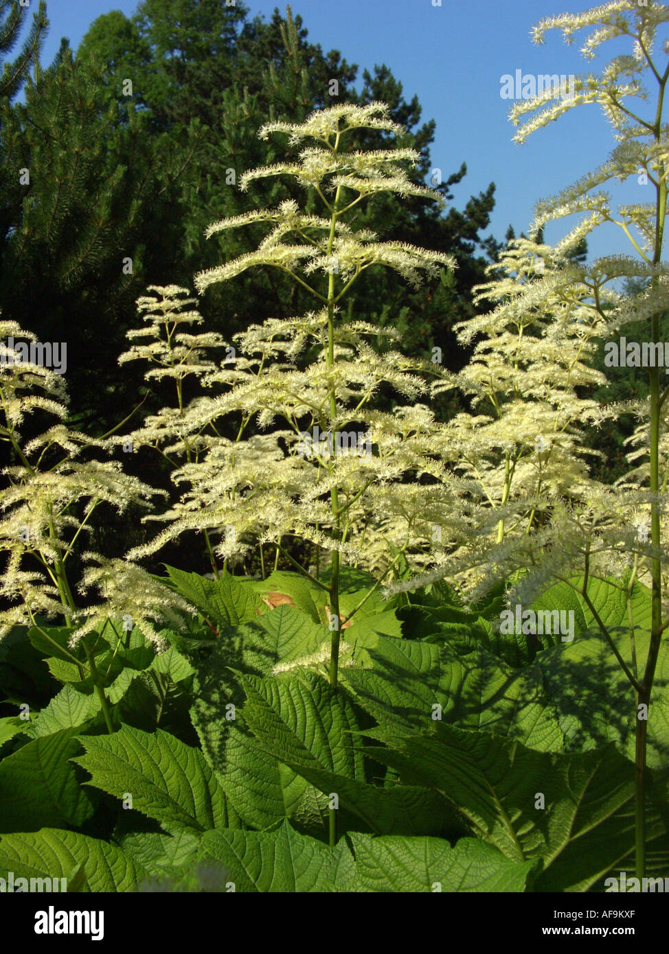Rodgersia flowering hi-res stock photography and images - Alamy