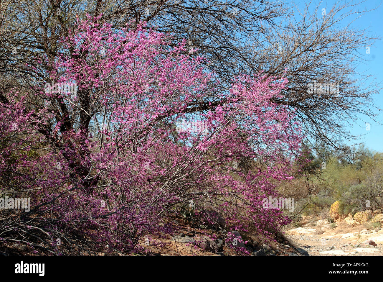 North america native plants hi-res stock photography and images - Alamy