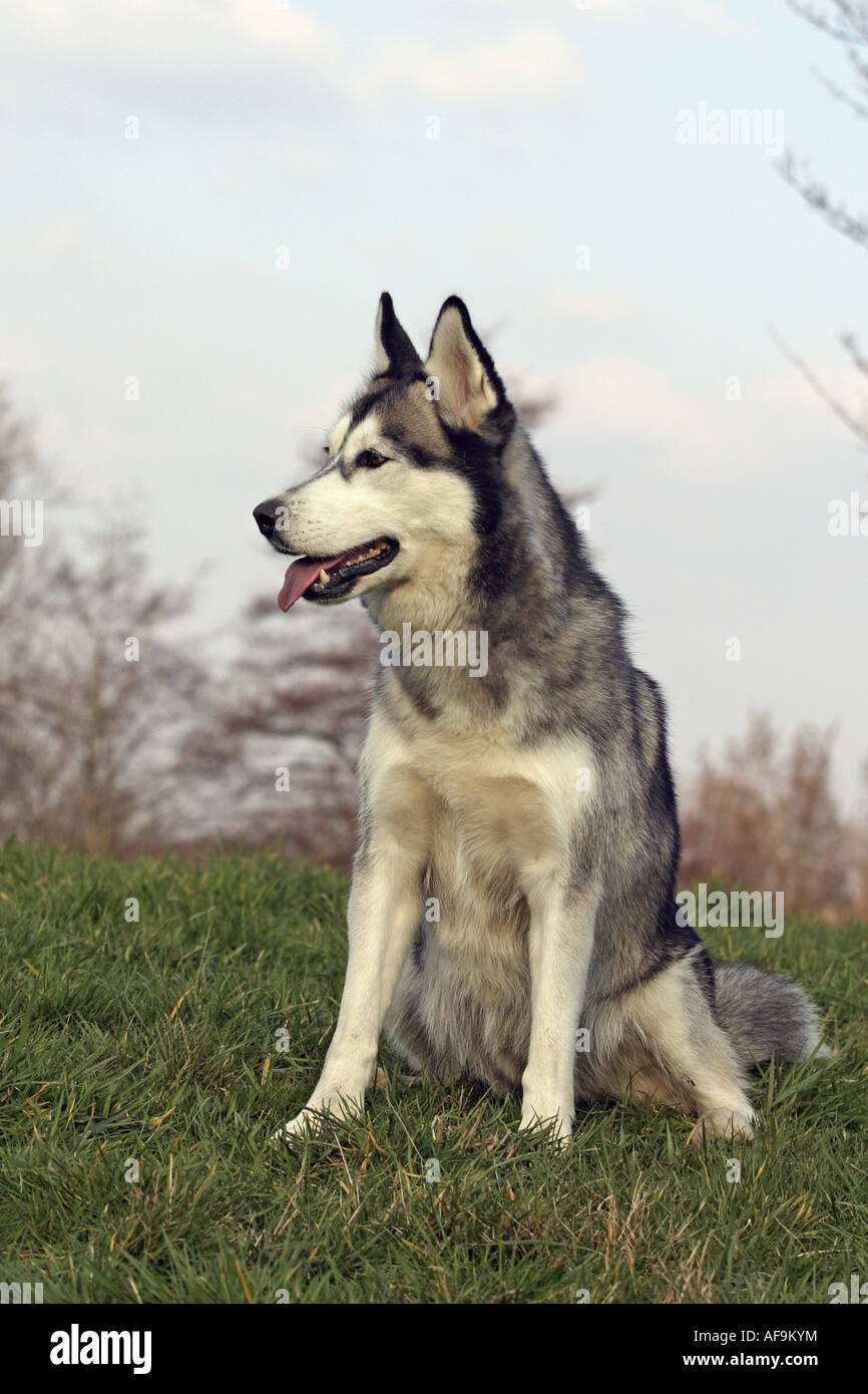 Siberian Husky (Canis lupus f. familiaris), sitting on a meadow Stock ...