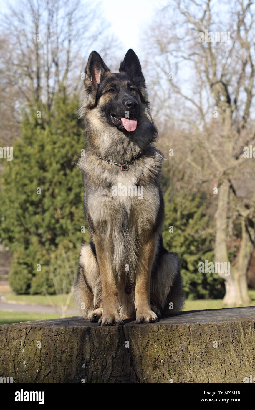 mixed breed dog (Canis lupus f. familiaris), 11 months old Husky-German ...