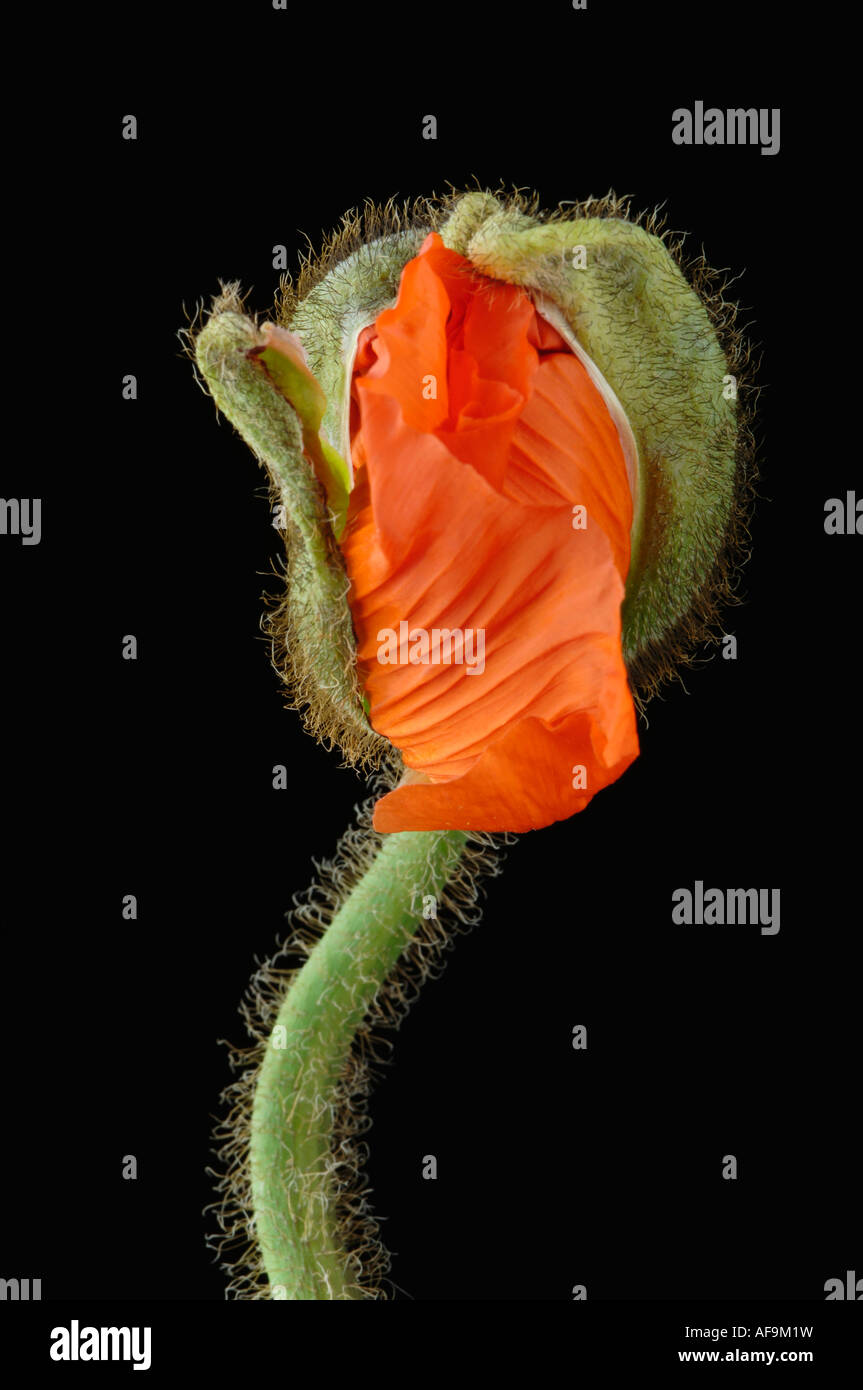 Corn poppy bud, close-up Stock Photo - Alamy