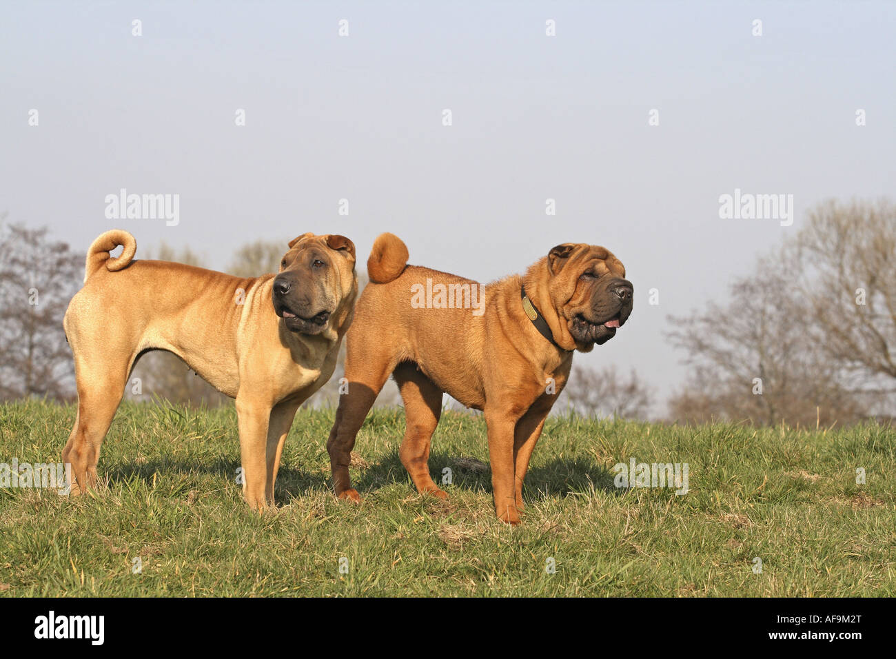 Shar Pei, Chinese Shar-Pei (Canis lupus f. familiaris), two dogs ...