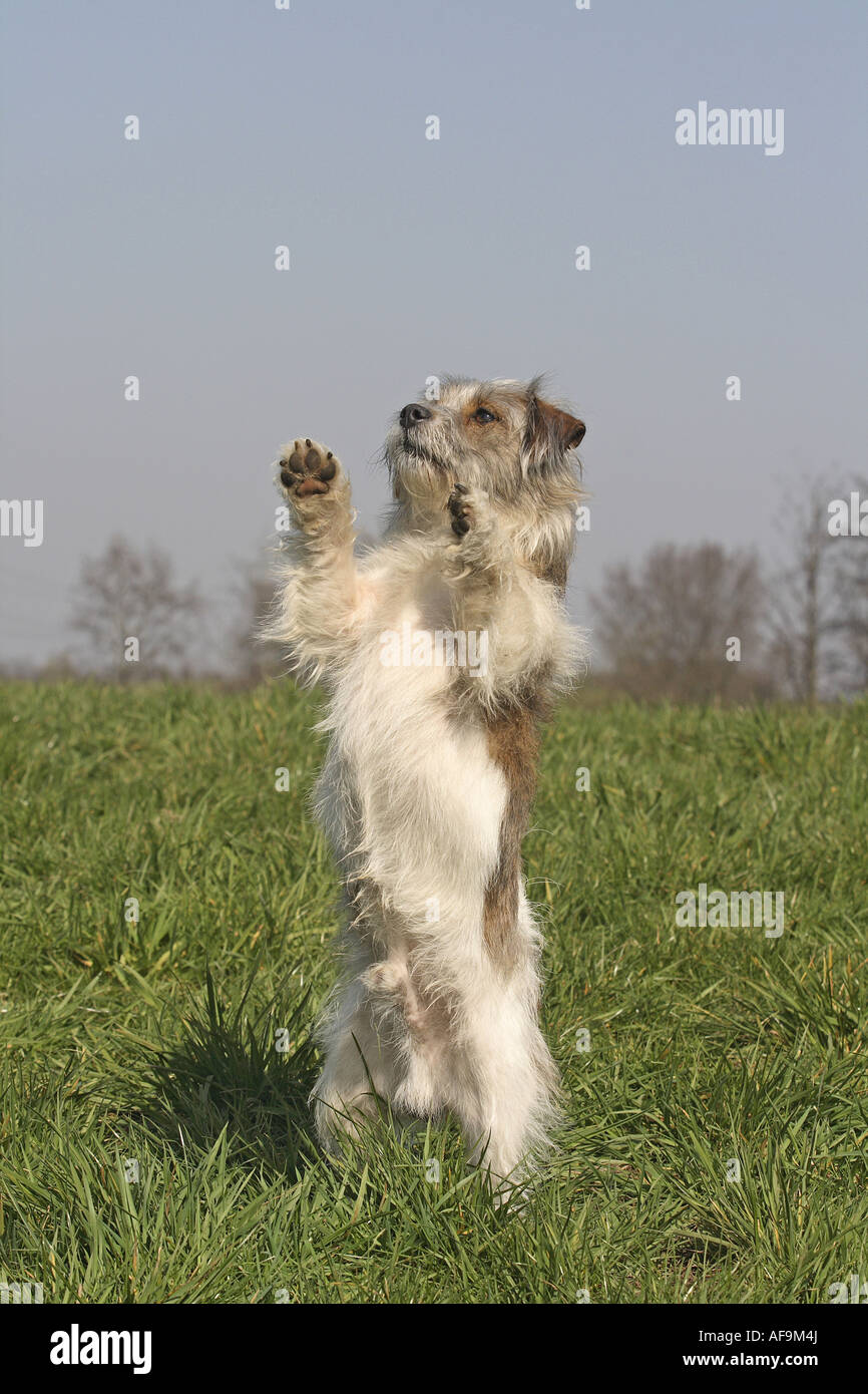 Jack Russell Schnauzer Mix