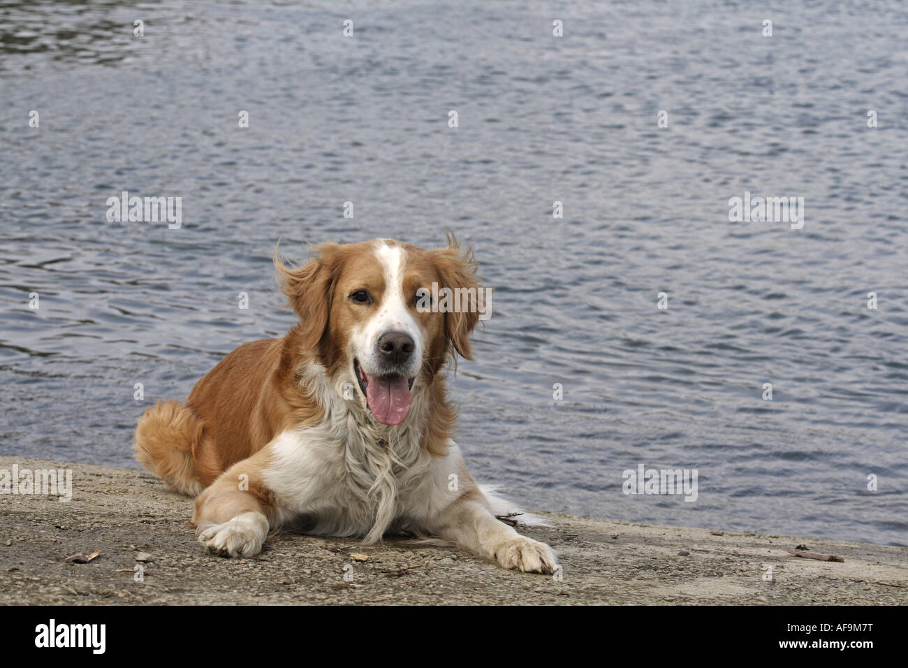 Sint Bernard En Labrador Mix