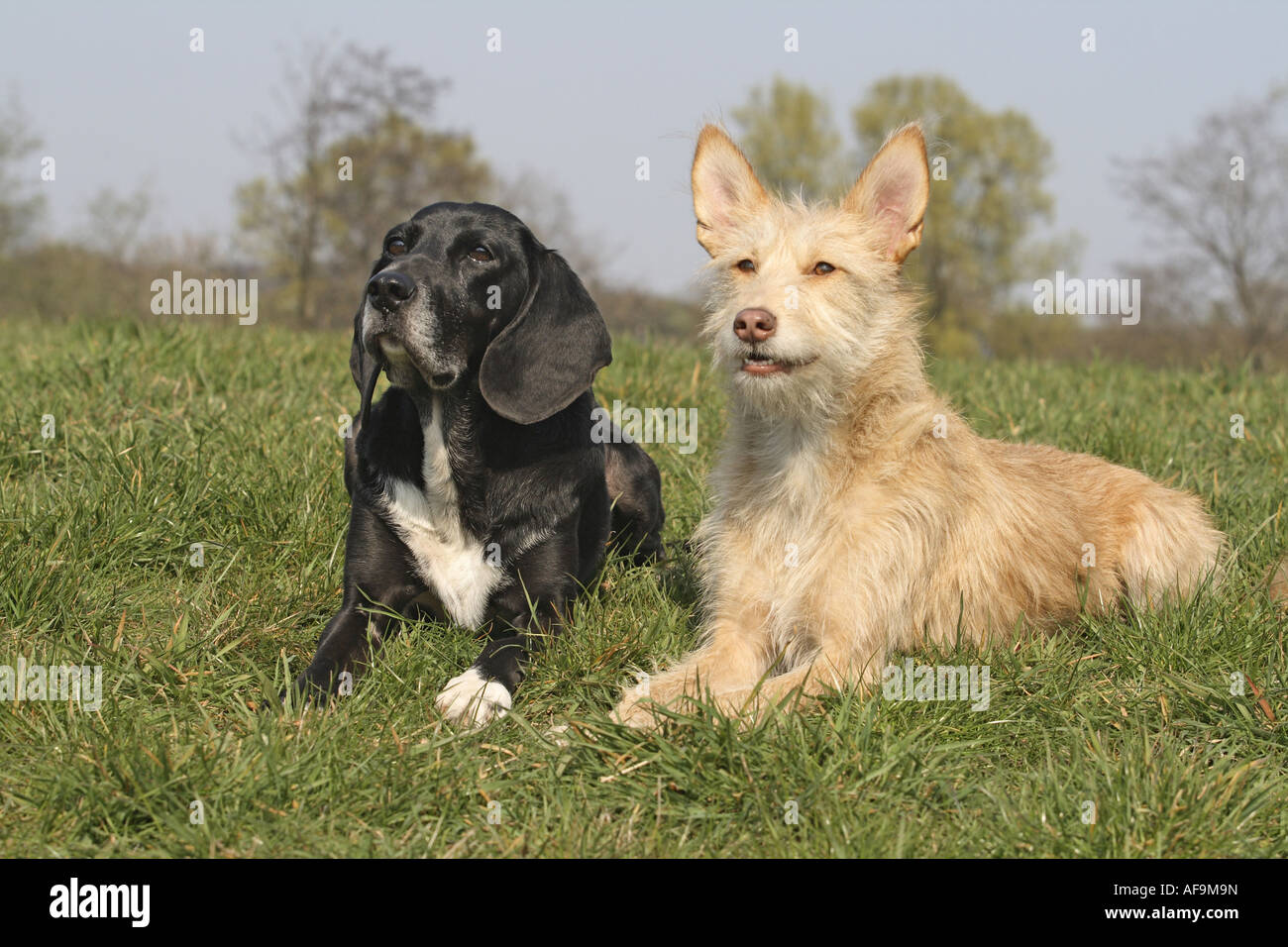 Portuguese Warren Hound (Canis lupus f. familiaris), with Pointer-Mix ...