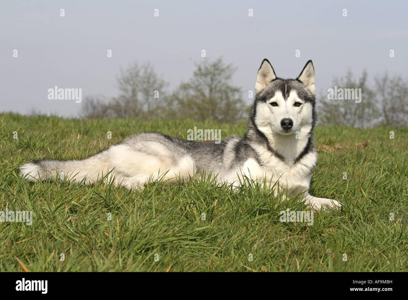Siberian Husky (Canis lupus f. familiaris), lying in meadow Stock Photo ...