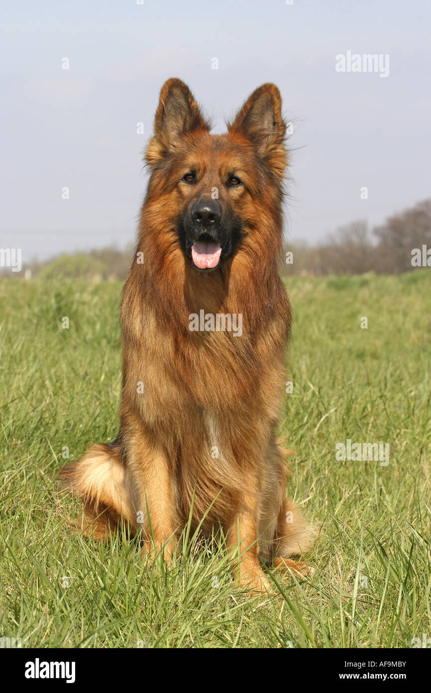 Old German Sheepdog (Canis lupus f. familiaris), sitting in meadow ...
