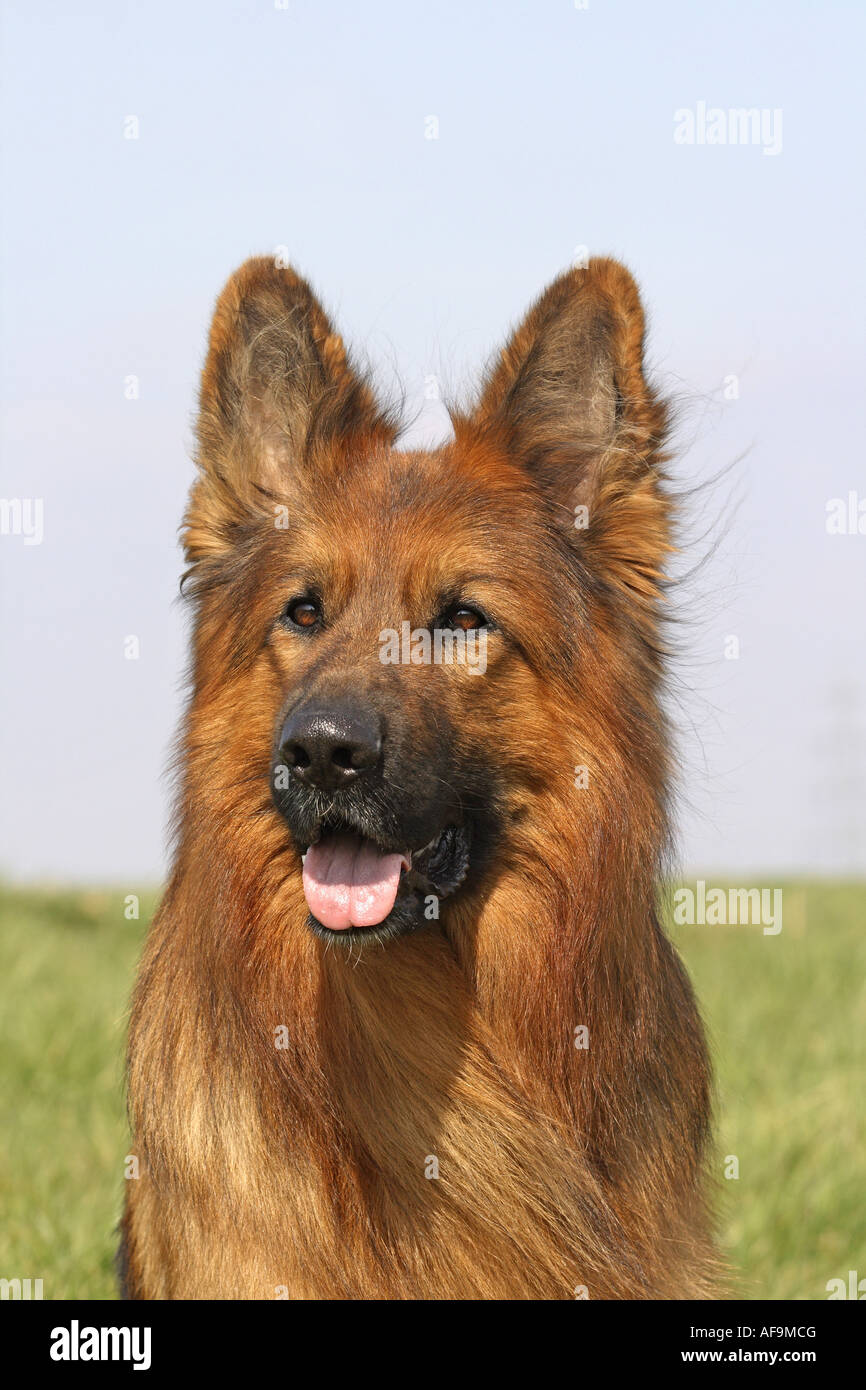 Old German Sheepdog (Canis lupus f. familiaris), portrait Stock Photo ...