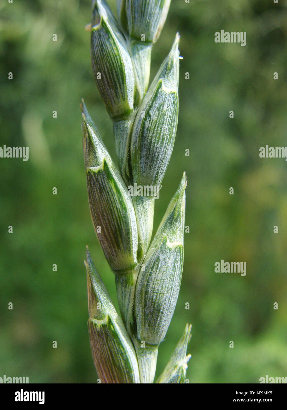 Wheat pollination hi-res stock photography and images - Alamy