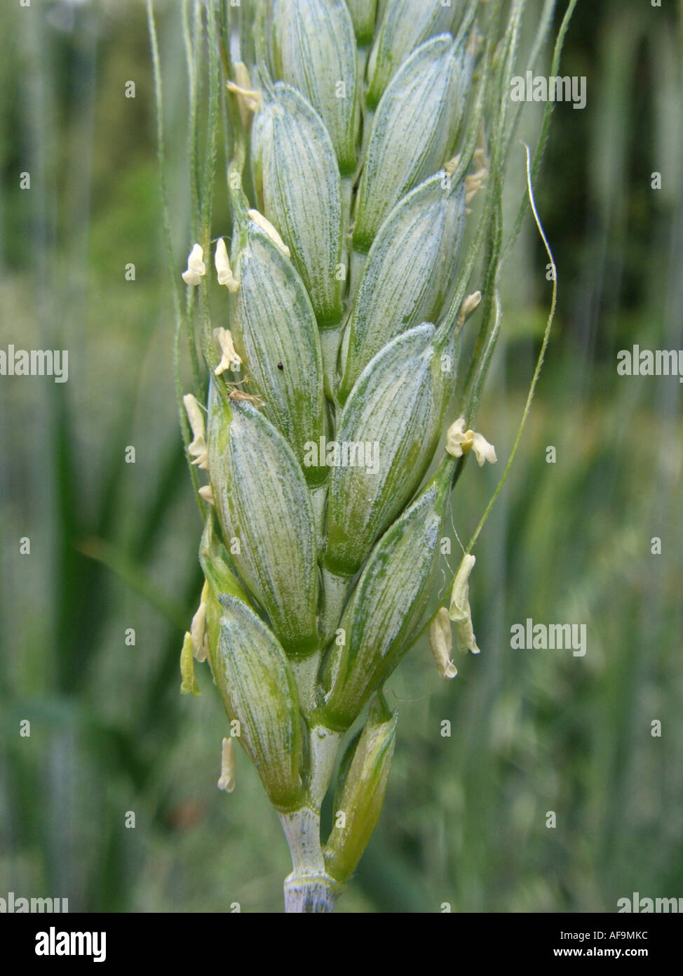 Wheat pollination hi-res stock photography and images - Alamy