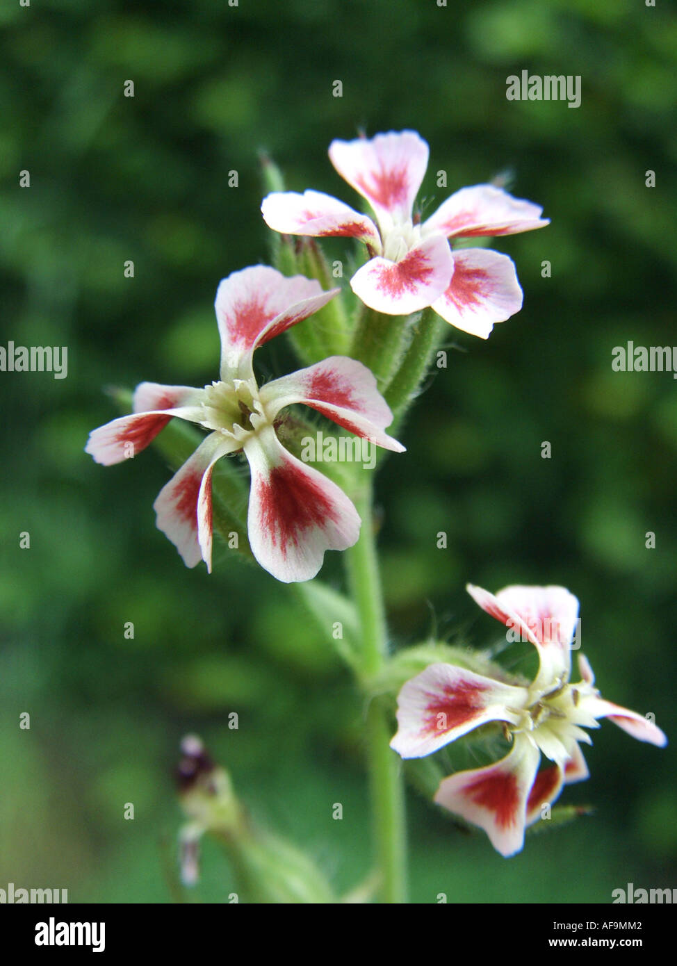 English catchfly, small-flowered catchfly (Silene gallica), flowers ...