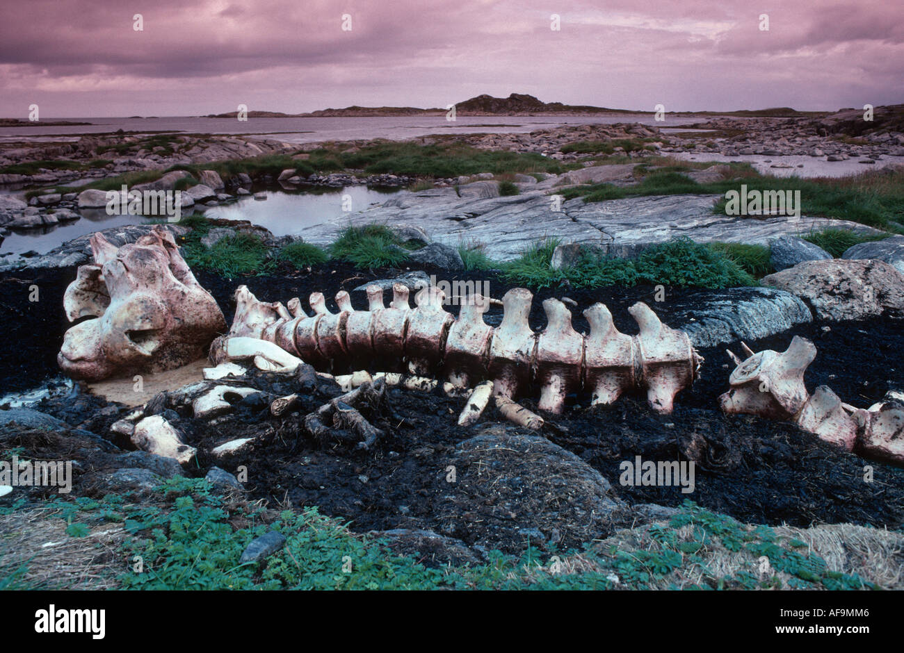 sperm whale, great sperm whale, spermaceti whale, trumpet whale ...