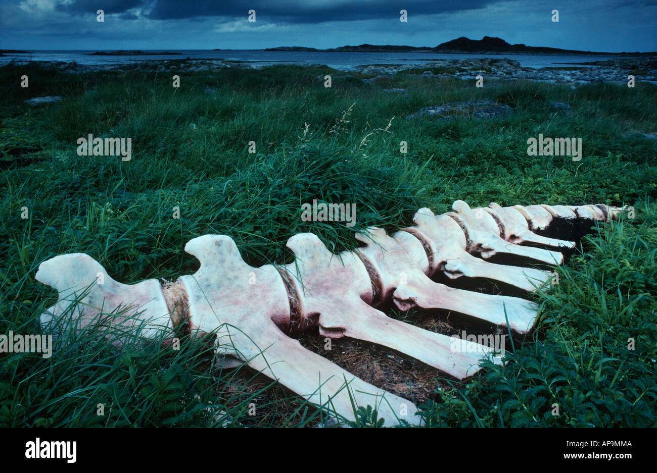 sperm whale, great sperm whale, spermaceti whale, trumpet whale ...