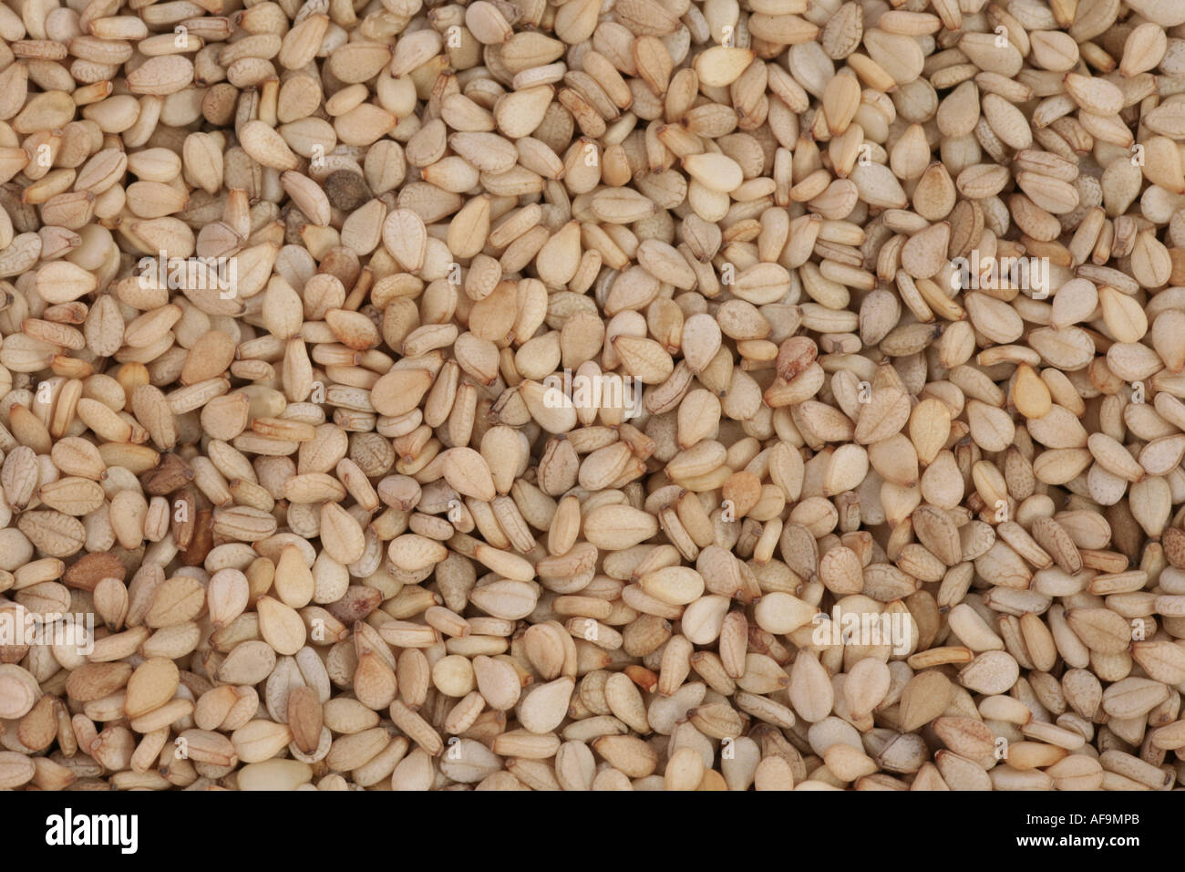 Sesamum Crops High Resolution Stock Photography and Images - Alamy