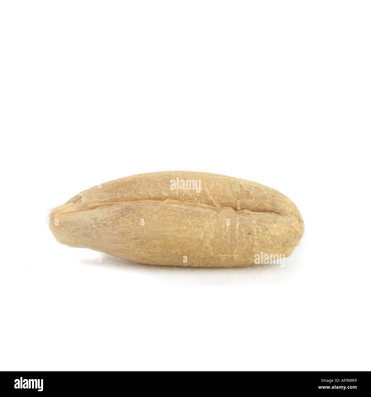 cultivated rye (Secale cereale), single grain Stock Photo - Alamy