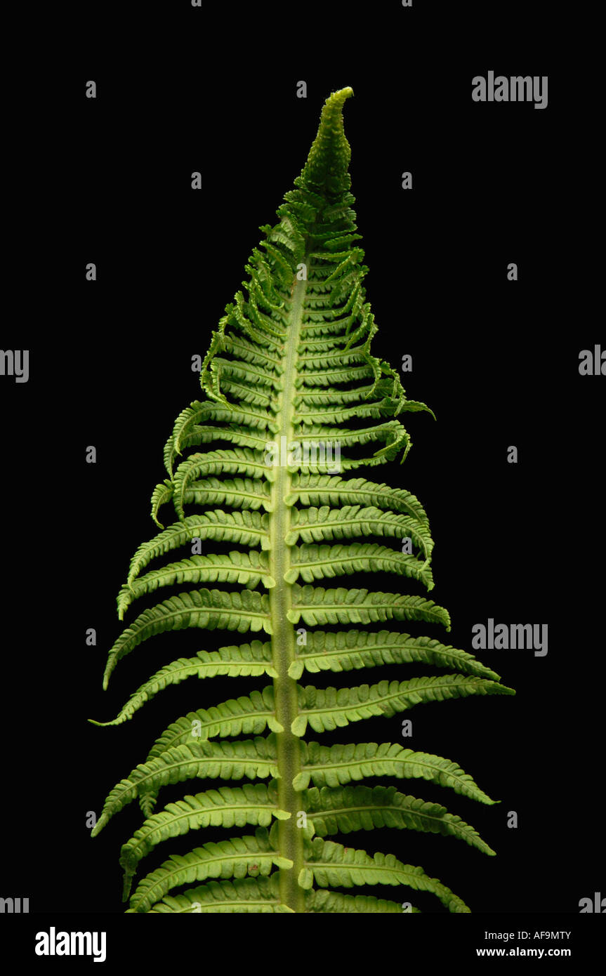 Fan Fern High Resolution Stock Photography and Images - Alamy