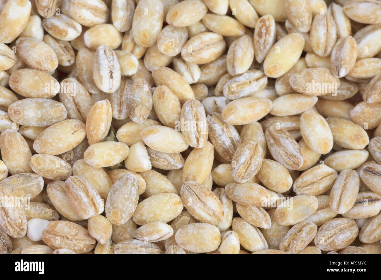 common barley, six-rowed barley (Hordeum vulgare), pot barley Stock ...