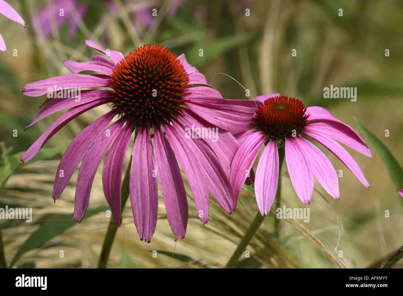 eastern purple coneflower (Echinacea purpurea), inflorescences Stock ...