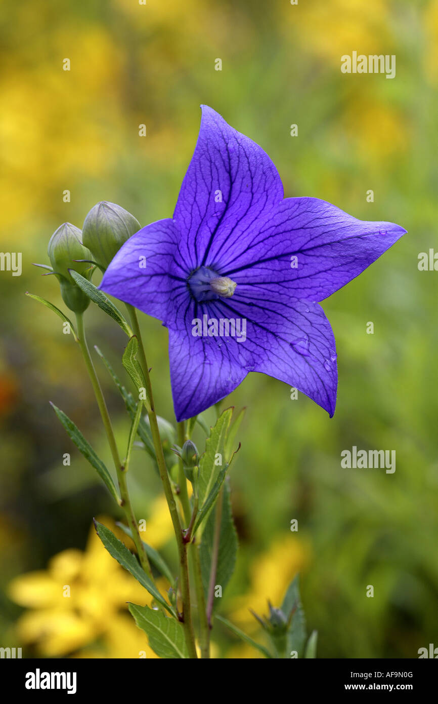 balloon-flower (Platycodon grandiflorum), flower Stock Photo - Alamy