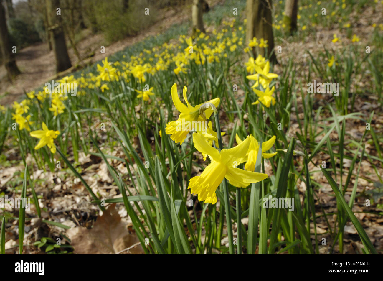 common daffodil (Narcissus pseudonarcissus), in forest, Germany, North ...