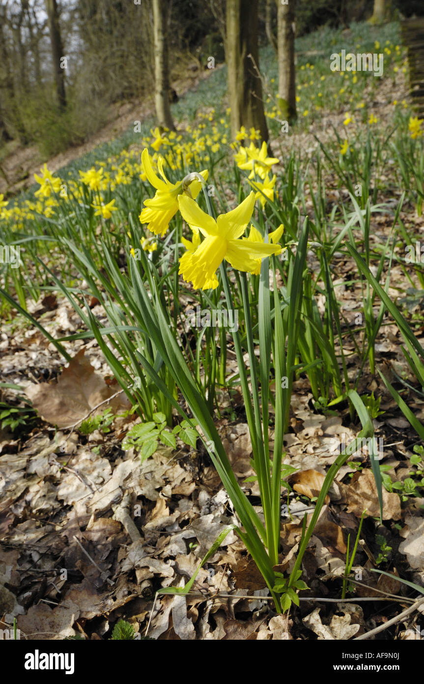 common daffodil (Narcissus pseudonarcissus), in forest, Germany, North ...