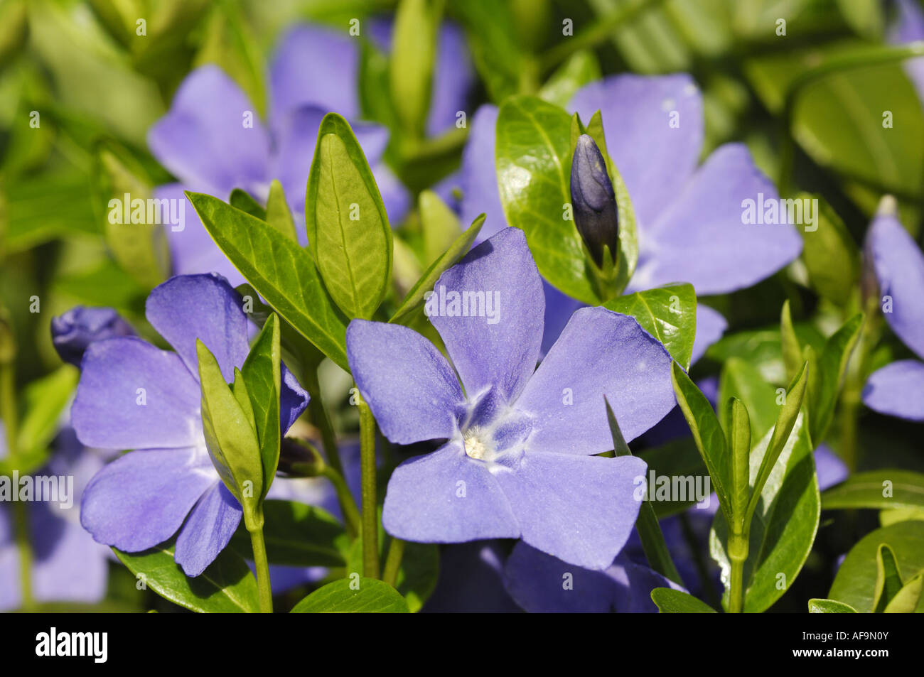 common periwinkle, lesser periwinkle, small-leaved periwinkle (Vinca ...
