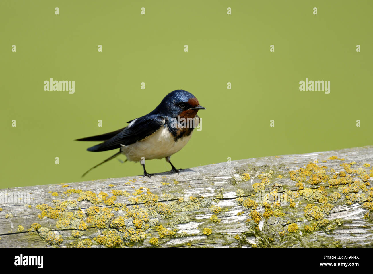 Hirundo rustica closeup hi-res stock photography and images - Alamy