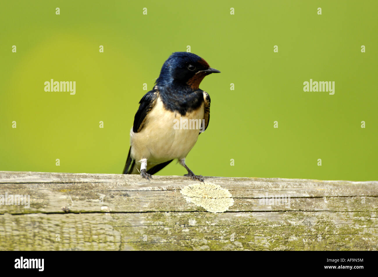 barn swallow (Hirundo rustica), on perch, Netherlands Stock Photo - Alamy