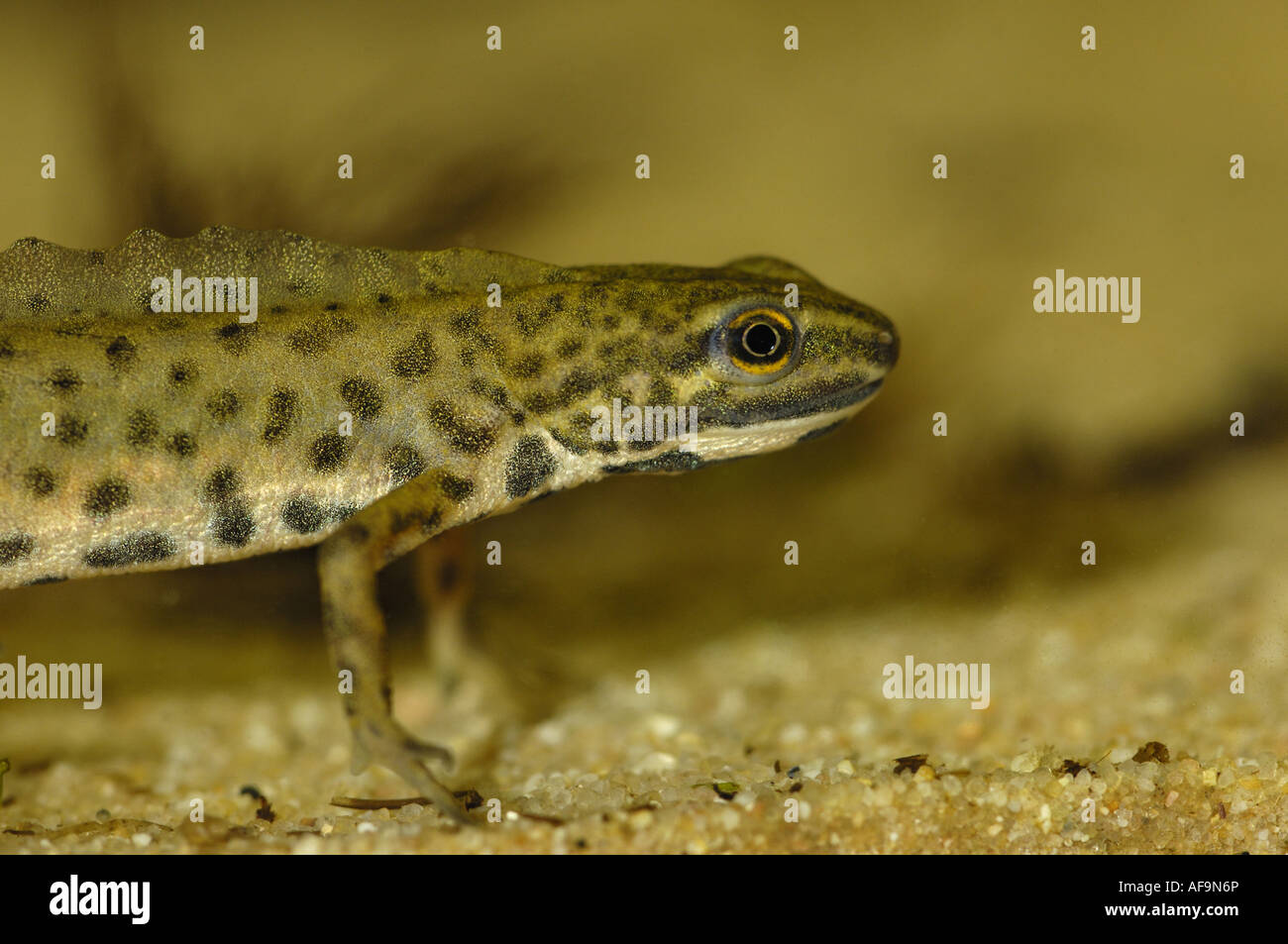 Smooth newts endangered species endangered animal endangered animals ...