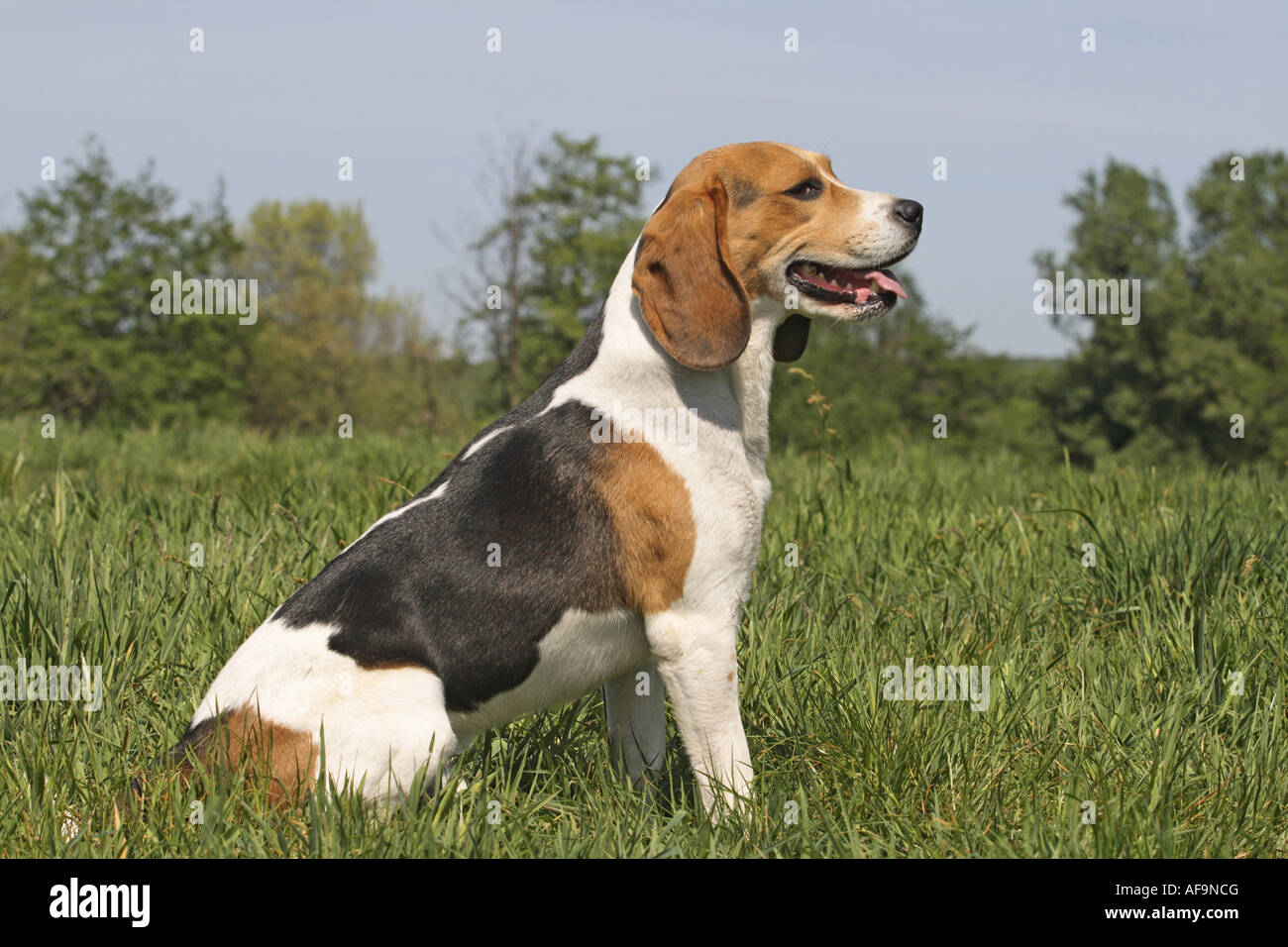 Beagle (Canis lupus f. familiaris), sitting in a meadow, Germany Stock ...