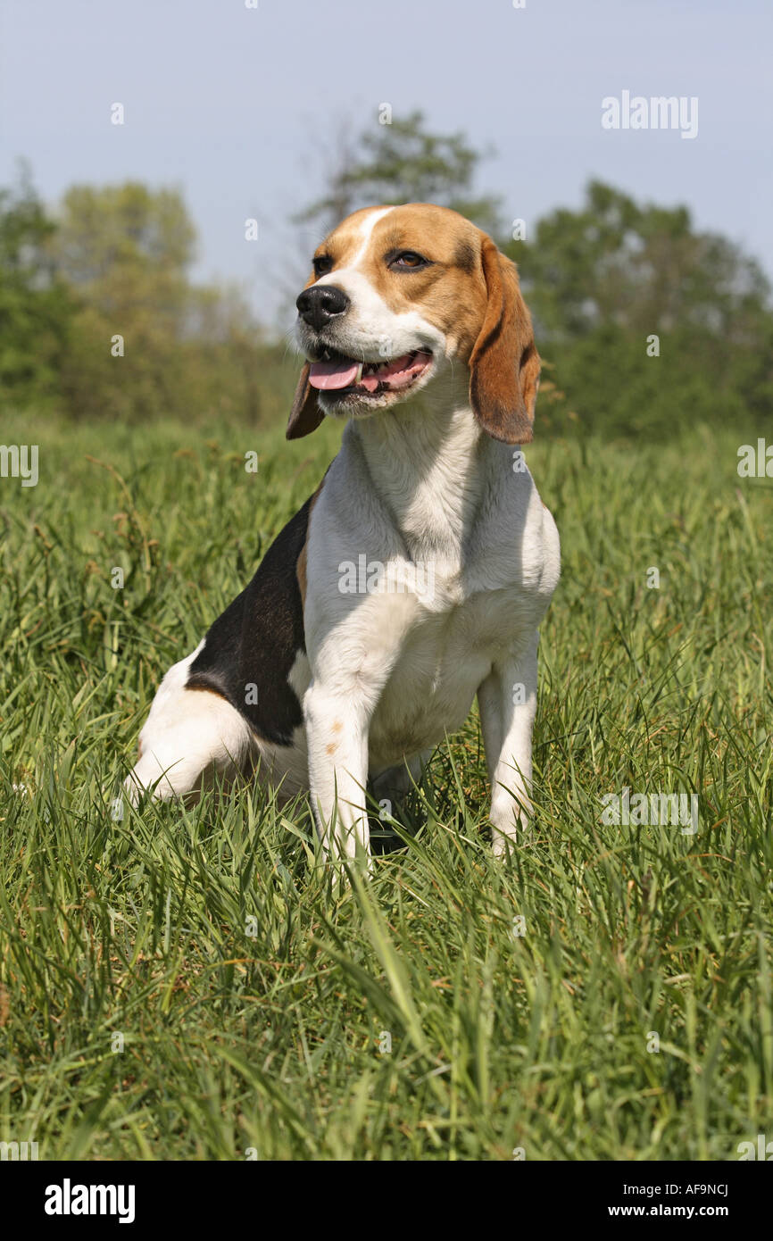 Beagle (Canis lupus f. familiaris), sitting in a meadow, Germany Stock ...