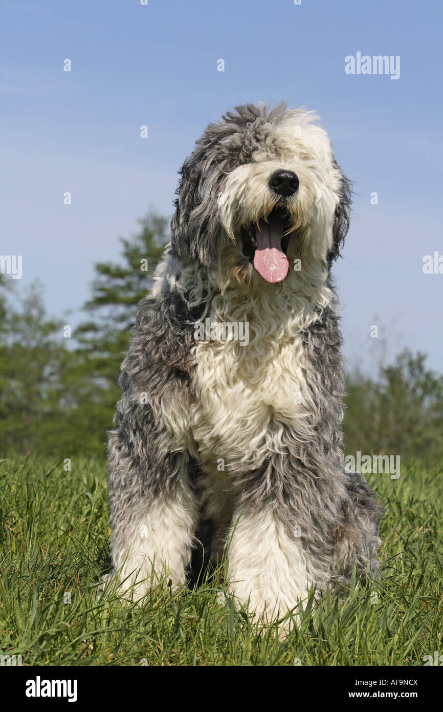 Old English Sheepdog, Bobtail (Canis lupus f. familiaris), sitting in a ...
