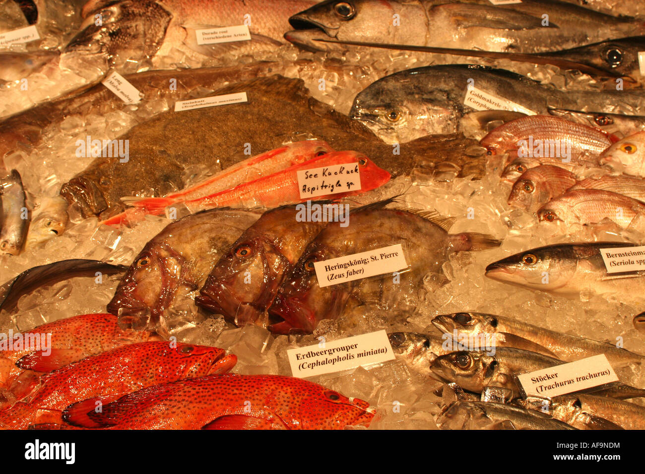 Atlantic horse mackerel, scad, maasbanker (Trachurus trachurus ...