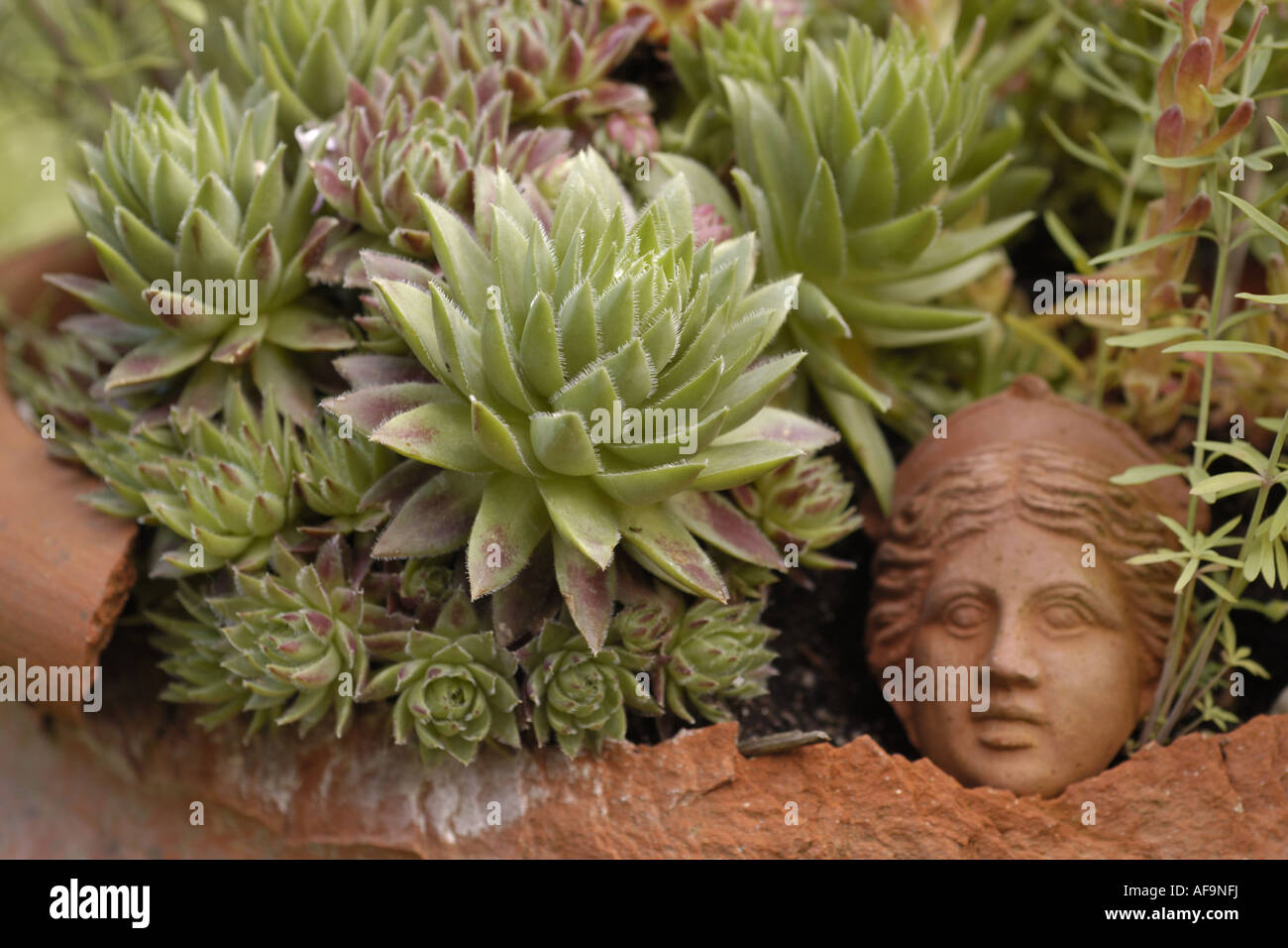 hen-and-chickens, house-leek, houseleek, common houseleek (Sempervivum ...