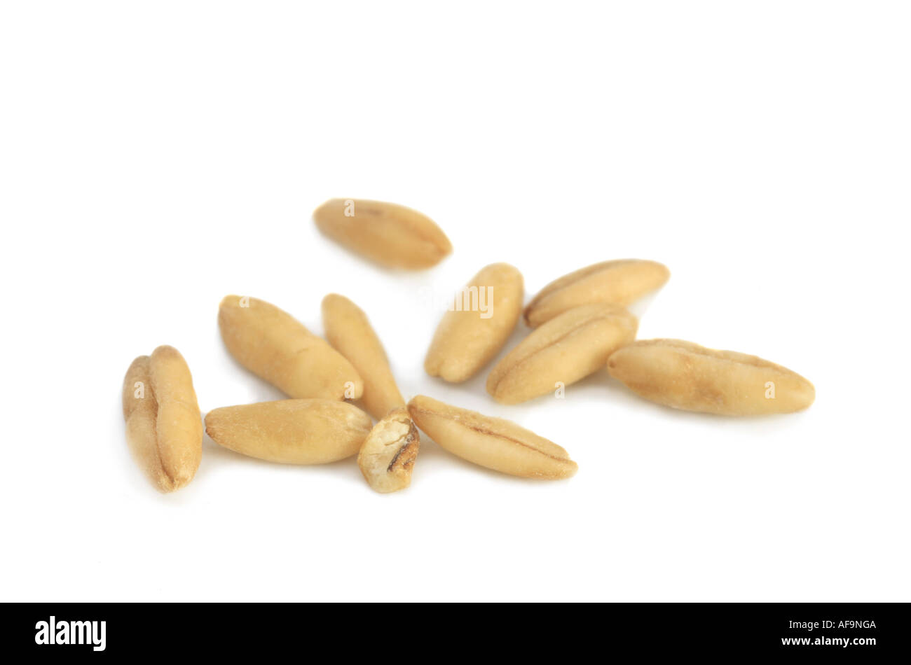 cultivated oat, common oat (Avena sativa), peeled grains Stock Photo ...
