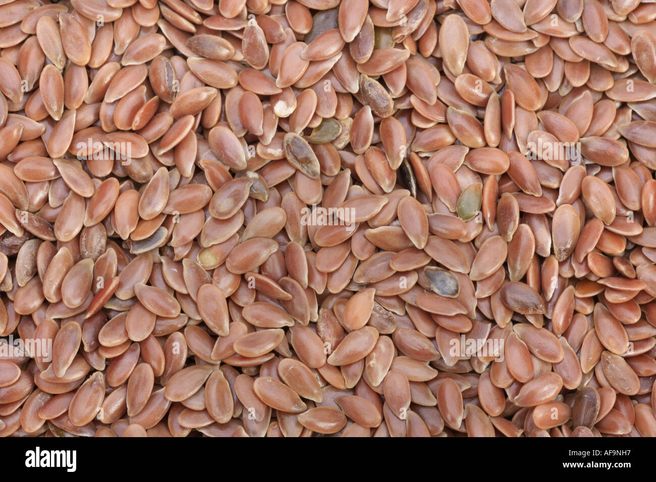 common flax (Linum usitatissimum), seeds Stock Photo - Alamy