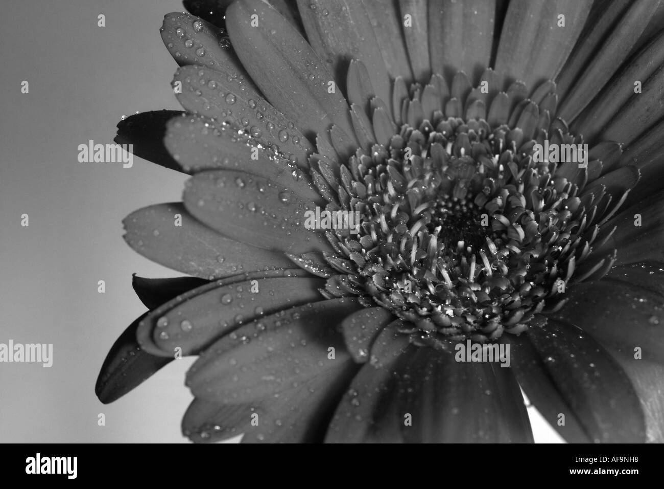 Daisy big Black and White Stock Photos & Images - Alamy