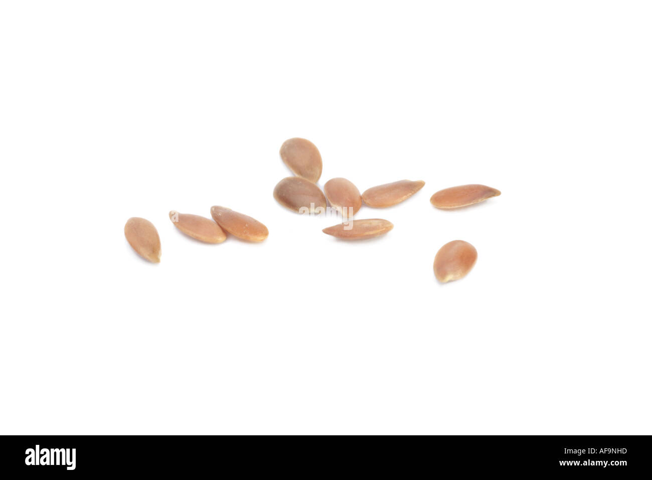 common flax (Linum usitatissimum), single seeds Stock Photo - Alamy