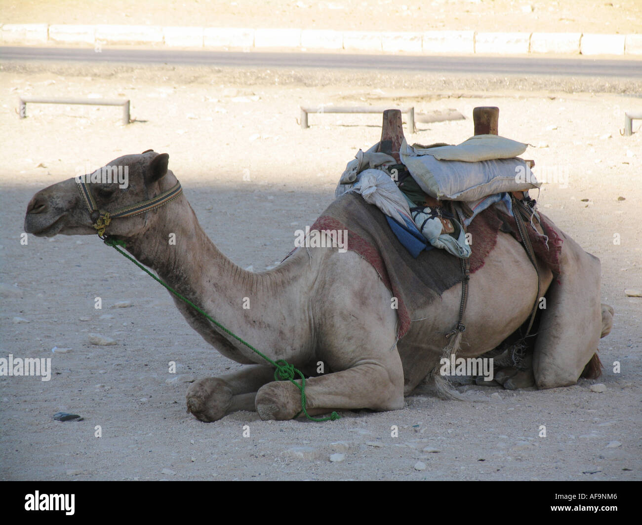 Camel resting egypt hi-res stock photography and images - Alamy