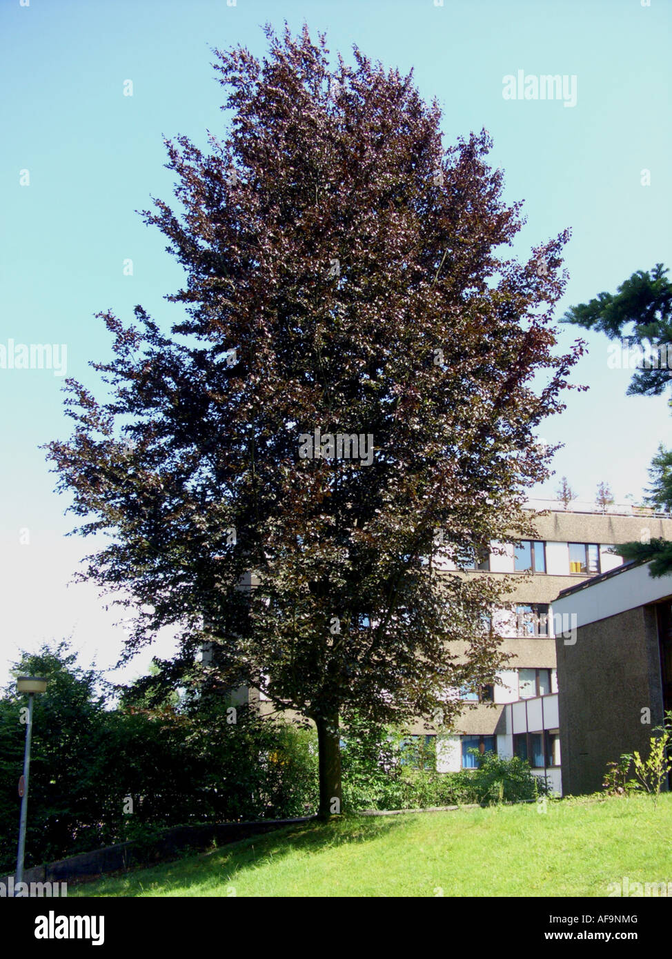 copper beech (Fagus sylvatica var. purpurea, Fagus sylvatica ...