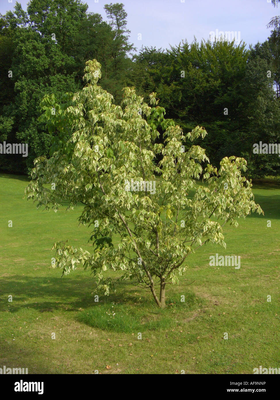 Ashleaf Maple High Resolution Stock Photography and Images - Alamy