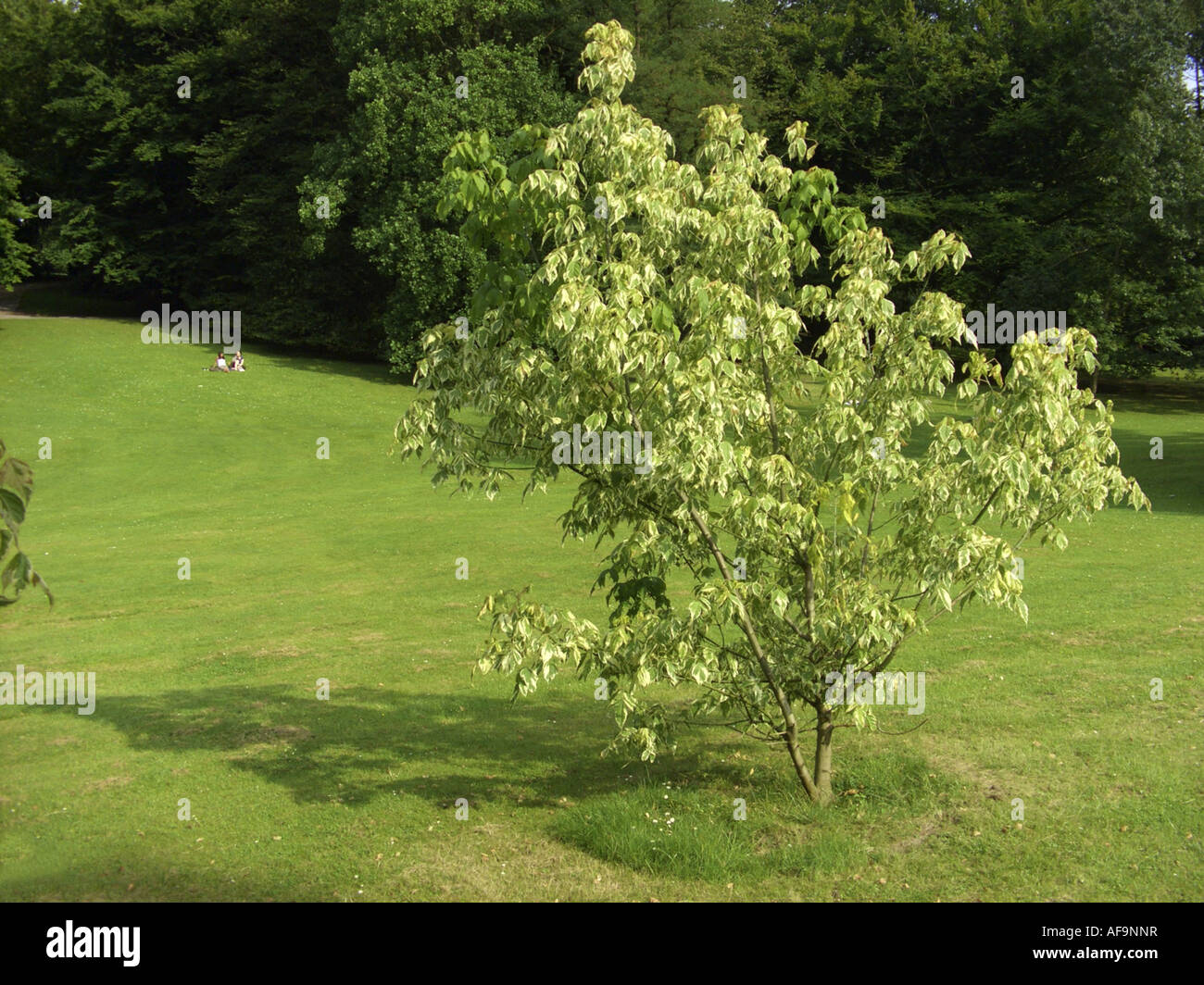 Box Elder Tree High Resolution Stock Photography and Images - Alamy