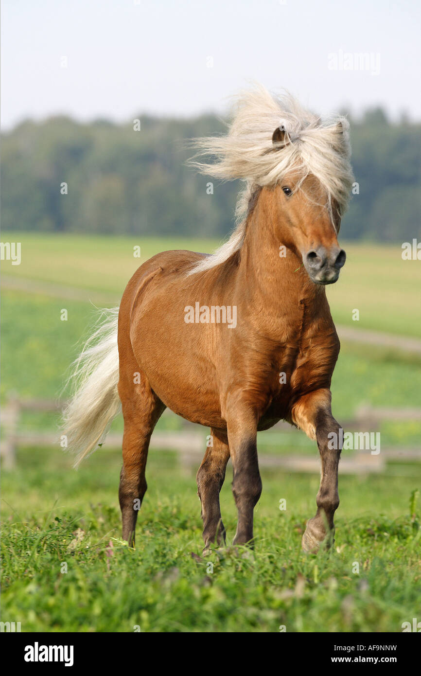 Classicponys hi-res stock photography and images - Alamy