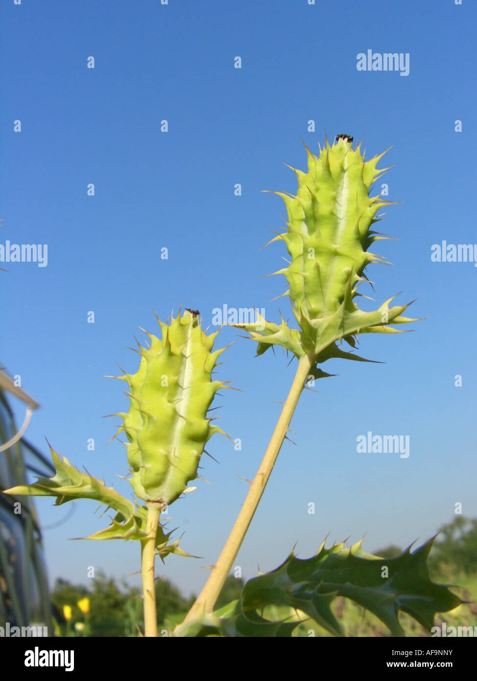 Mexican pricklepoppy, prickly poppy, Devil's fig, Devils fig, Mexican ...